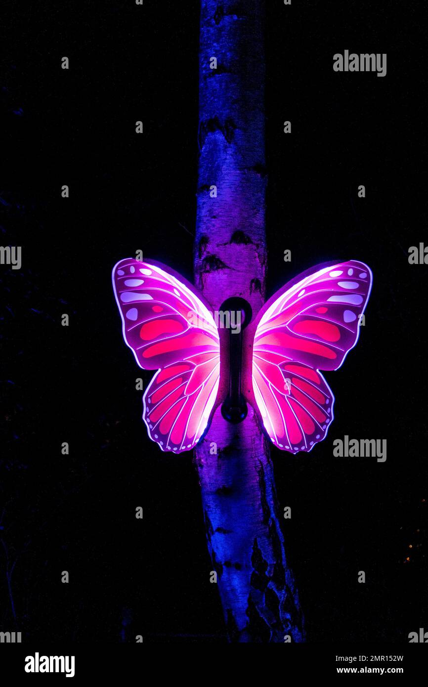 An illuminated purple fluorescent butterfly on a tree on the dark ...