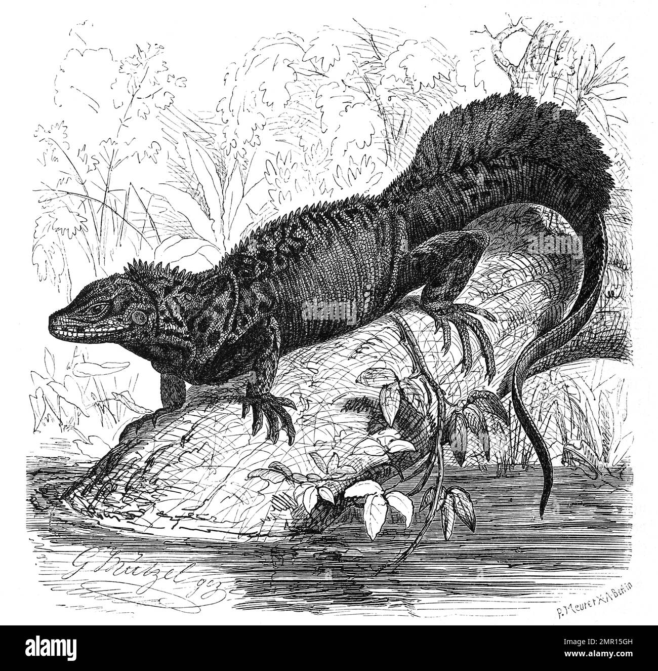 Hydrosaurus amboinensis Cut Out Stock Images & Pictures - Alamy
