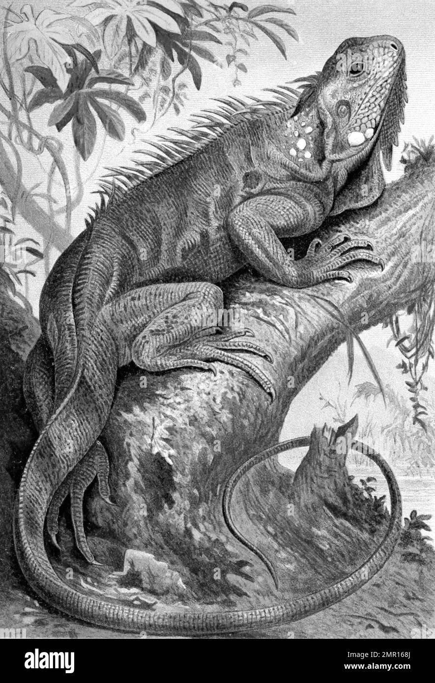 Green Iguana Drawing