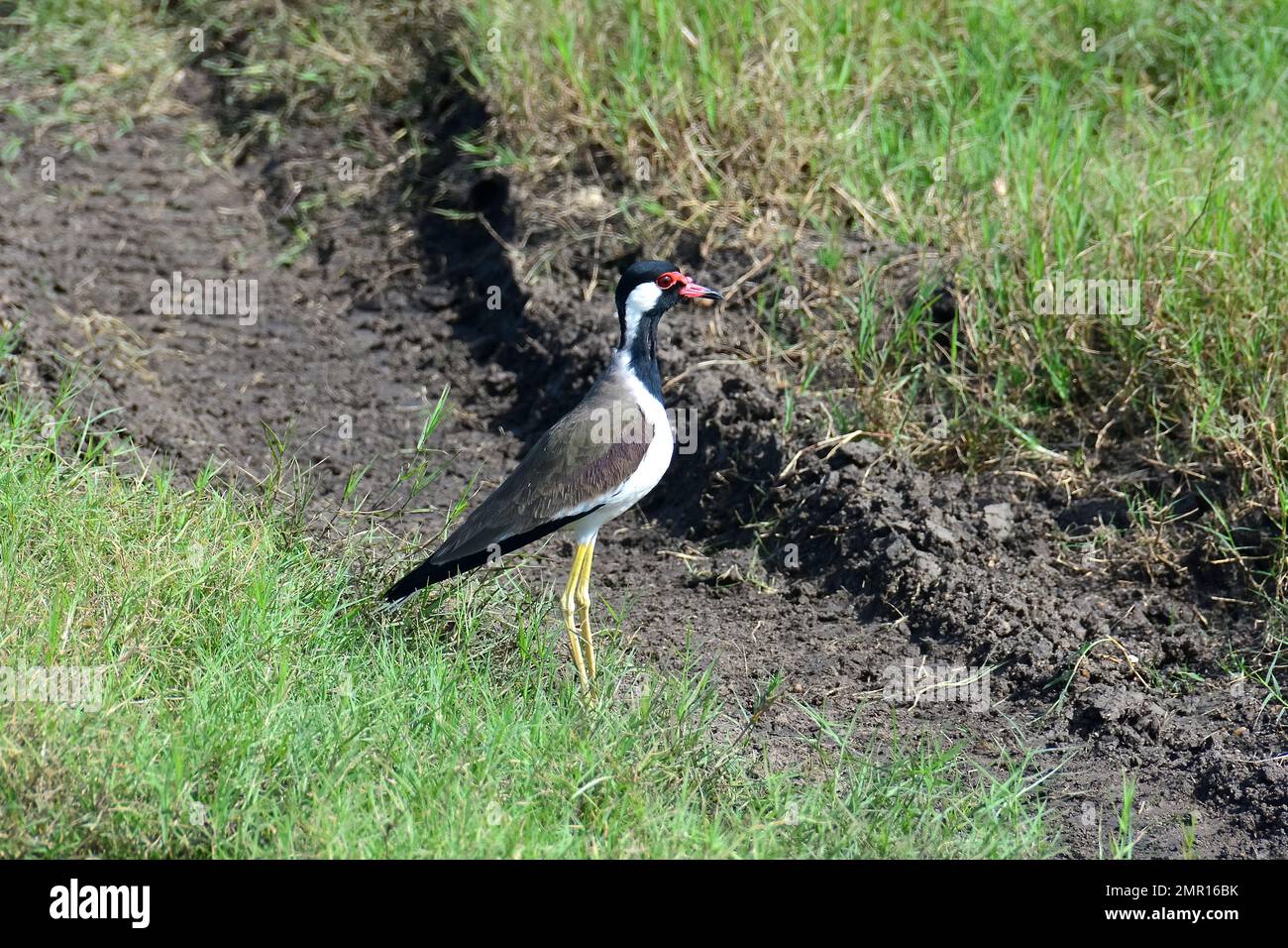 red-wattled lapwing, Rotlappenkiebitz, Vanneau indien, Vanellus indicus ...