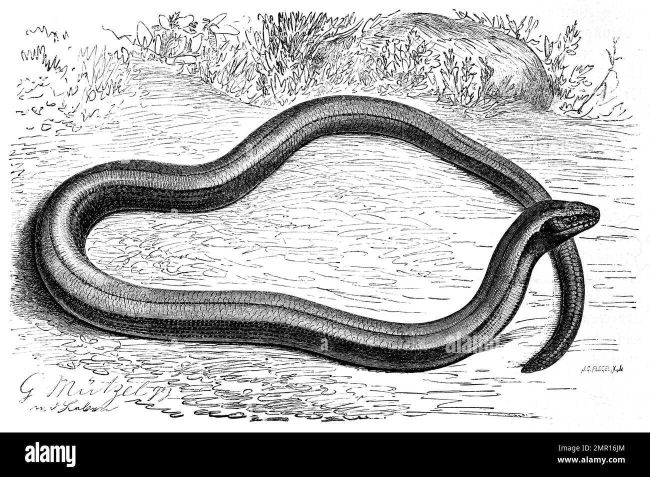 Zoologie der natur wirbeltiere hi-res stock photography and images - Alamy