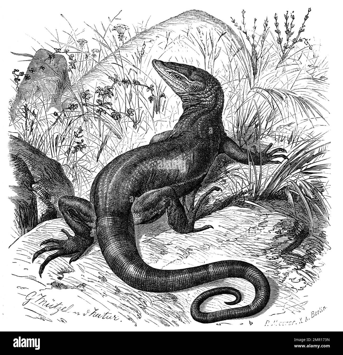 Warane Cut Out Stock Images & Pictures - Alamy