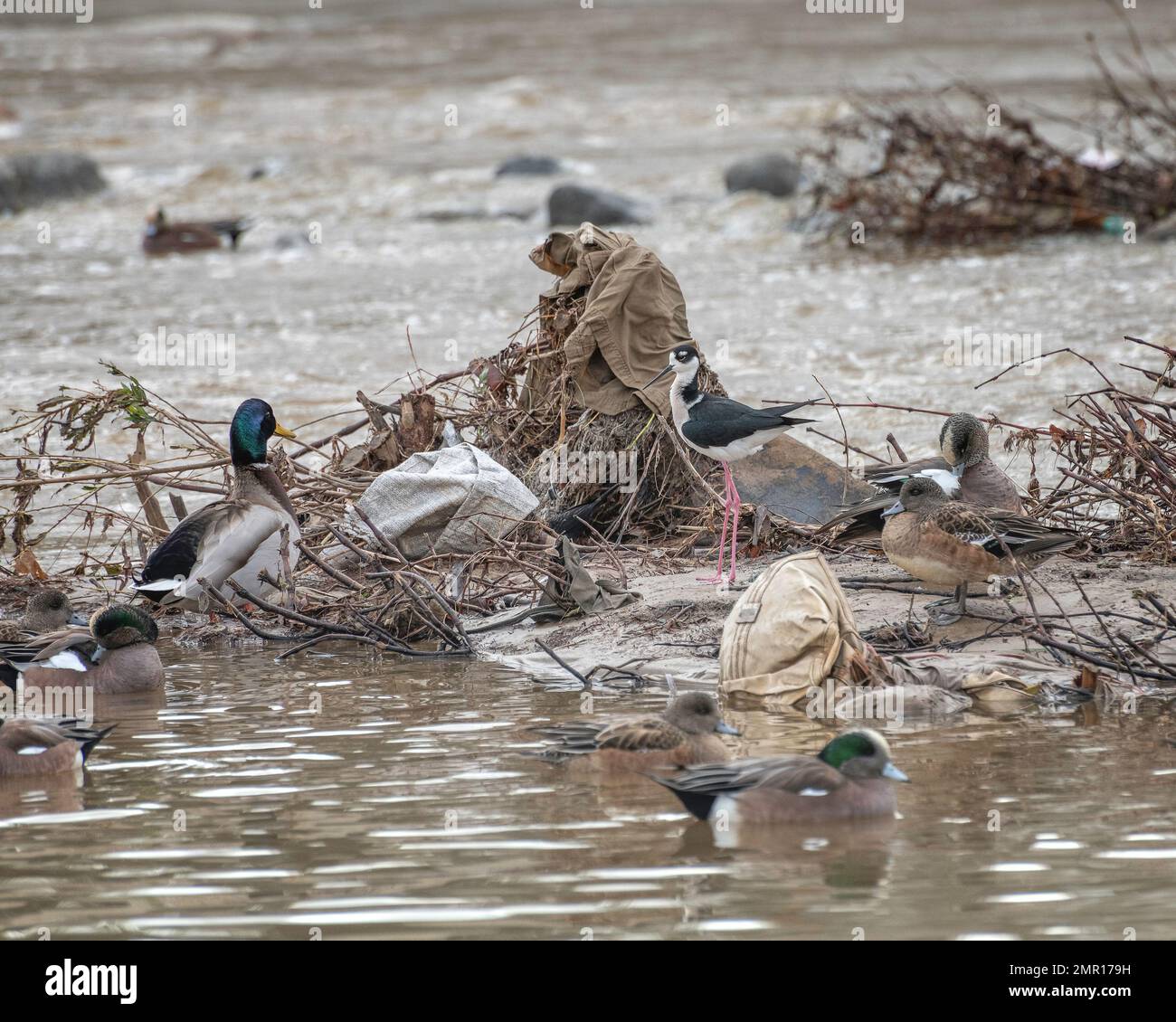 A Black-necked Stilt (Himantopus mexicanus) stands along the banks of ...