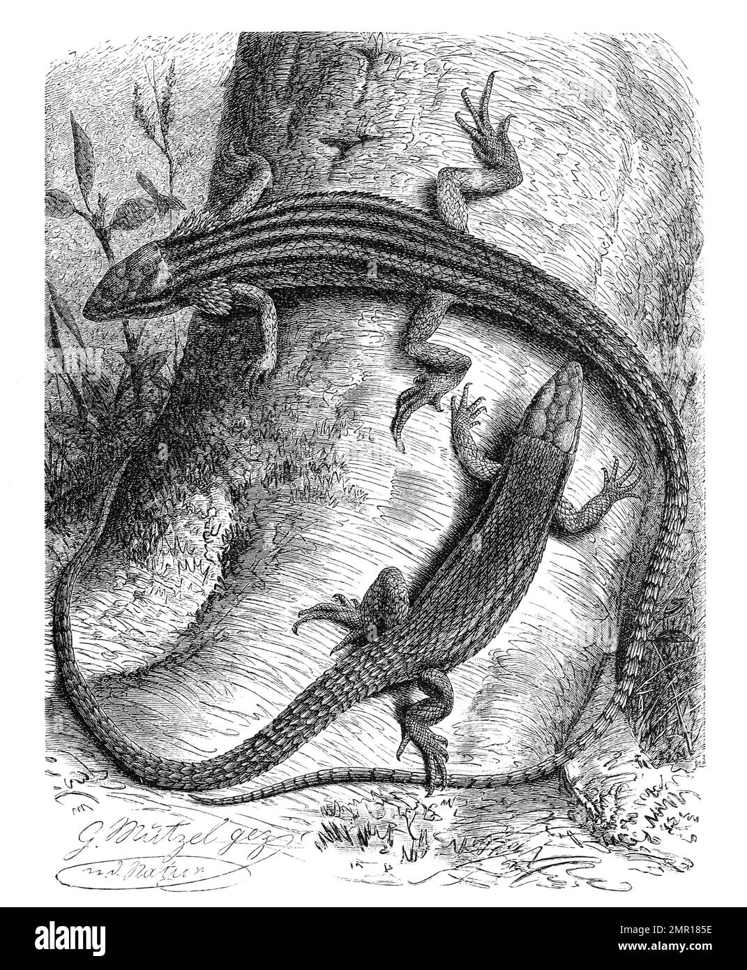 Zoologie der natur wirbeltiere hi-res stock photography and images - Alamy