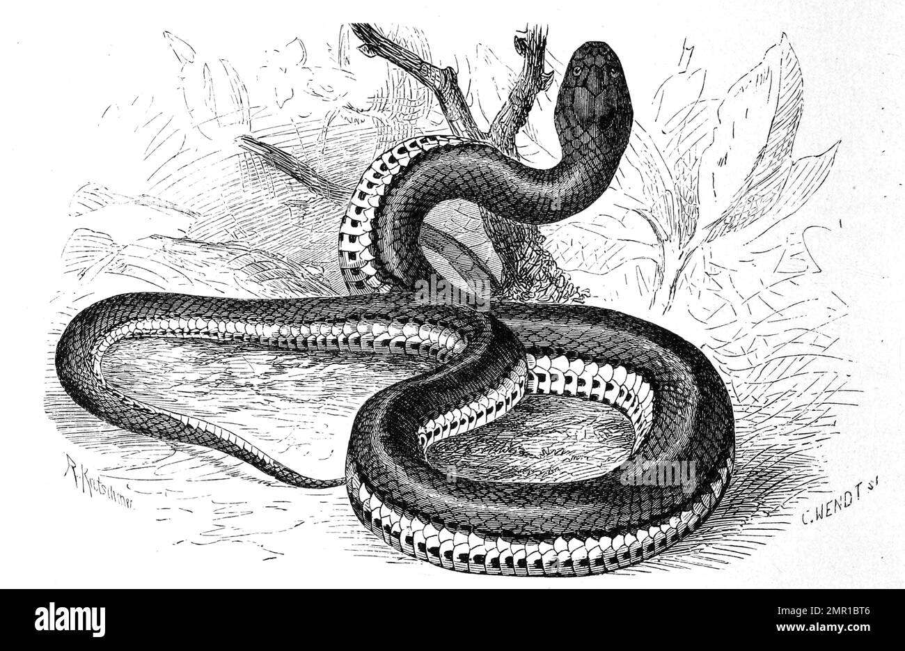 Reptilien, Kielschwanznatter, Helicops carinicaudus, Coluber ...