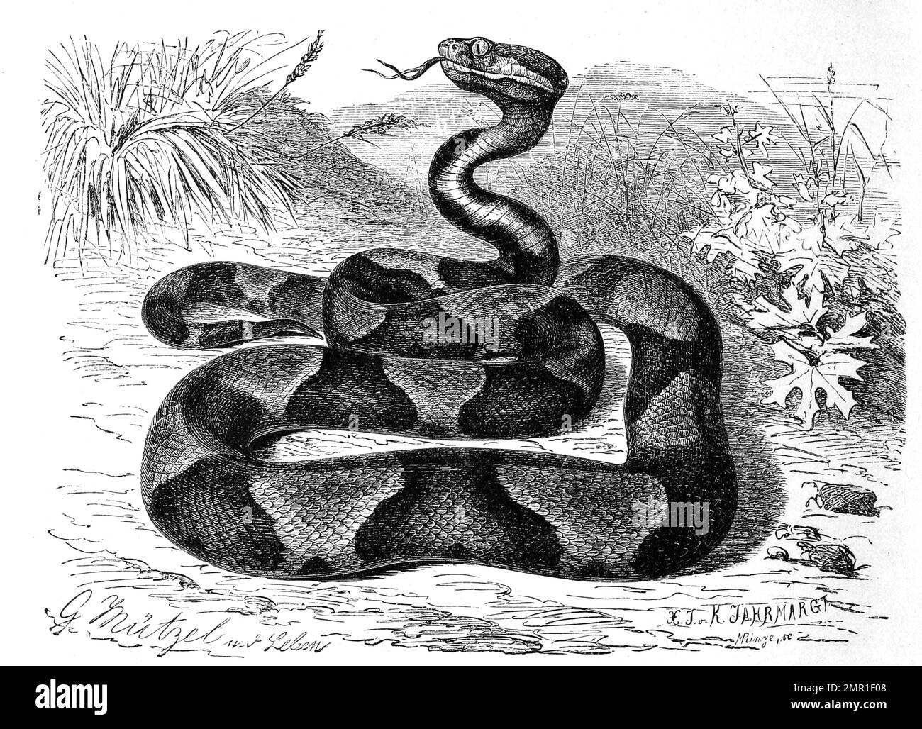 Reptilien, Mokassinschlange, nordamerikanische Kupferkopf, Agkistrodon ...