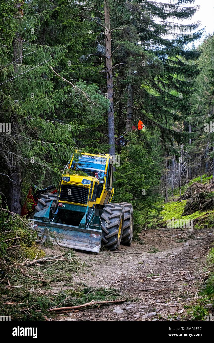 Tree logging in Ziar valley, National park Western Tatras, Slovak ...