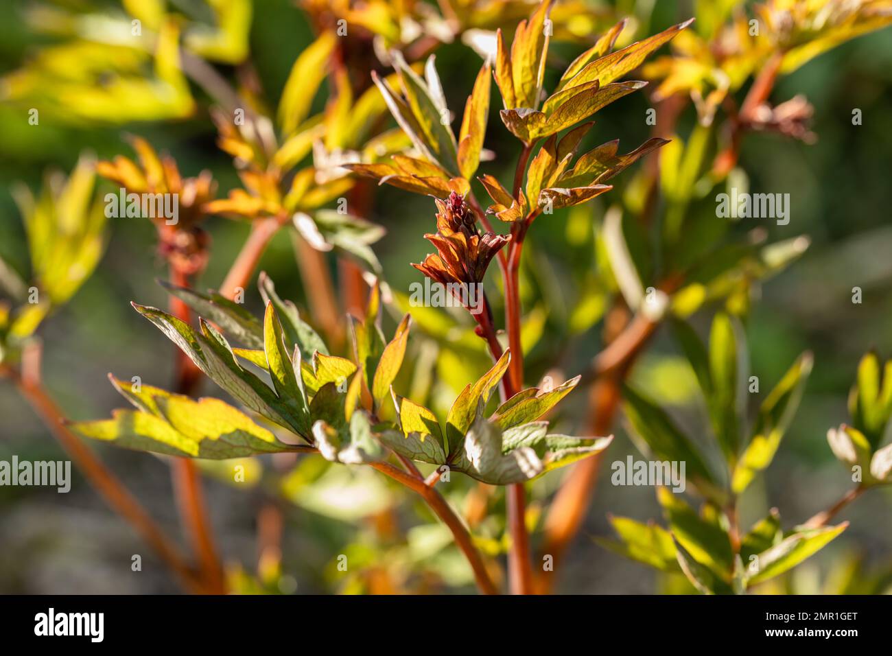 Blooming Dicentra spectabilis 'Gold Heart' in the garden Stock Photo ...