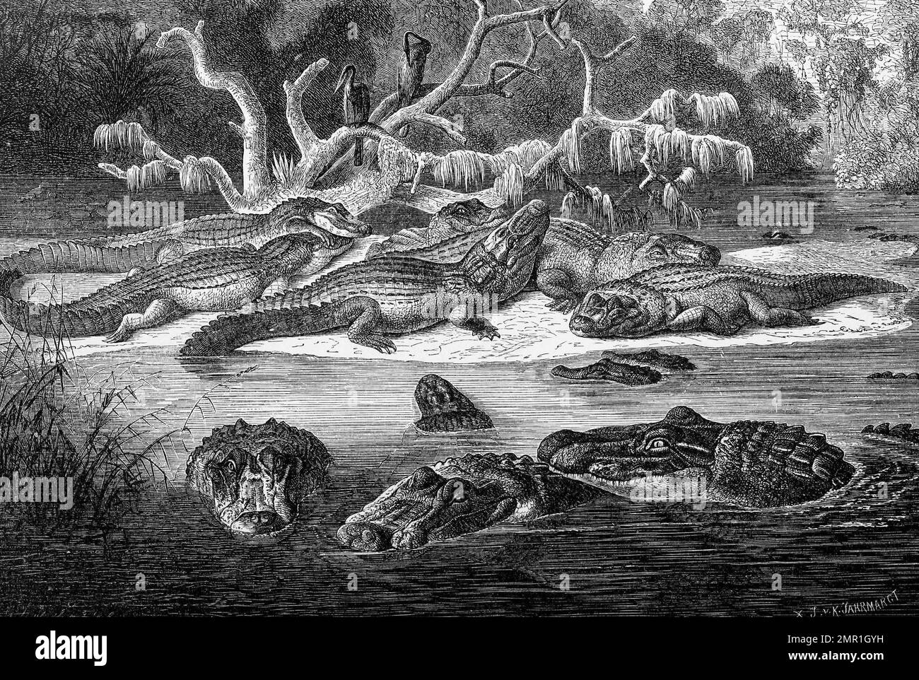 Reptilien, Schwarze Kaiman, Melanosuchus niger, auch Mohrenkaiman ...