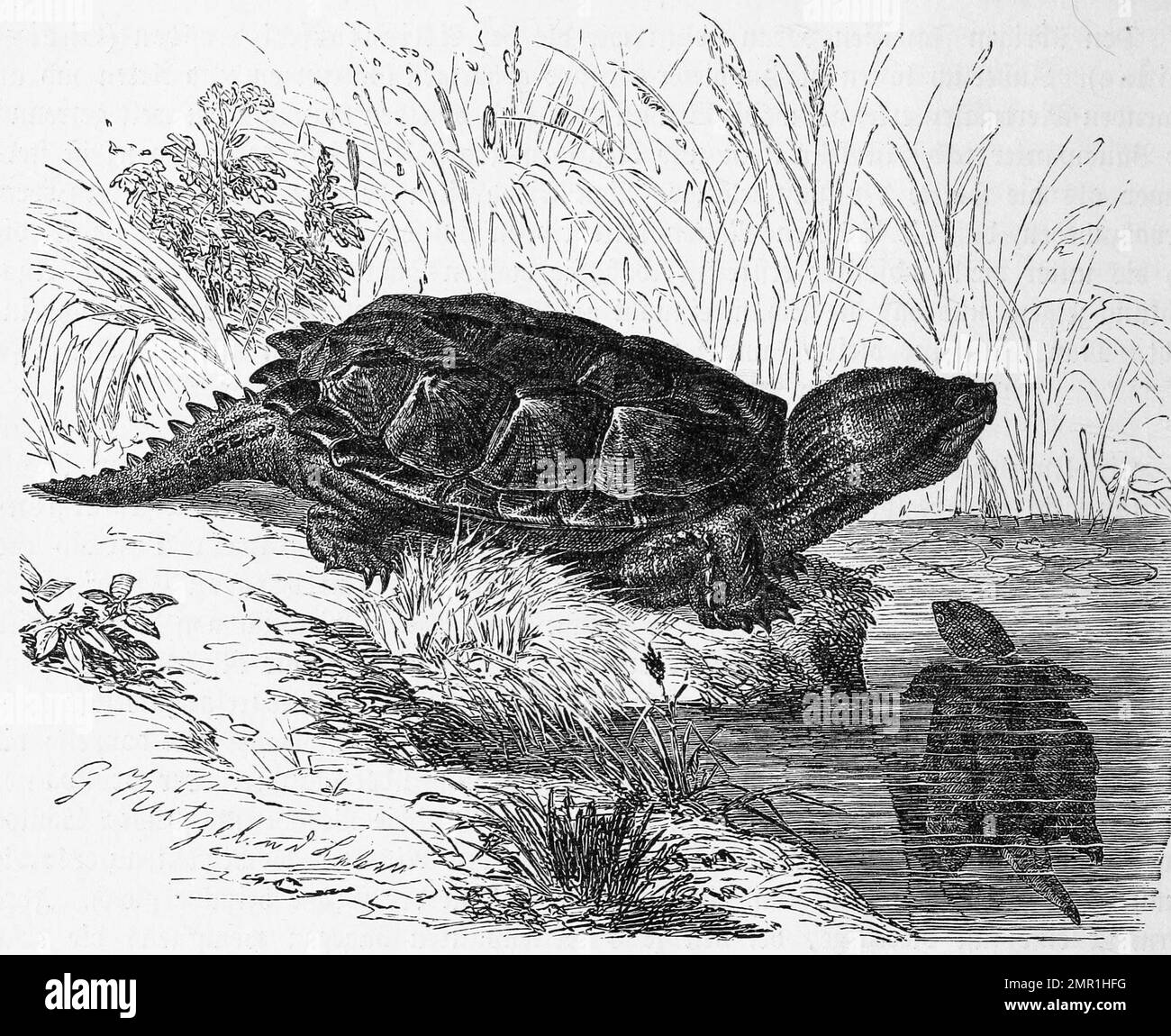 Reptilien, Schnappschildkröte, Chelydra serpentina, auch Amerikanische ...