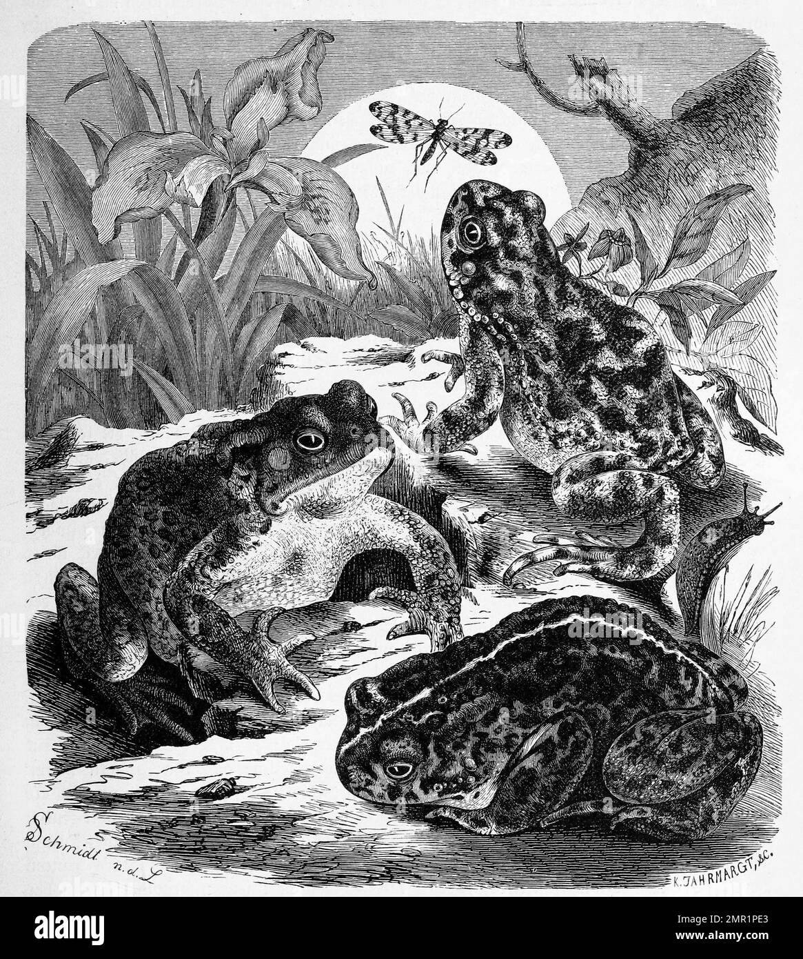 Reptilien, Erdkröte, Bufo vulgaris, Wechselkröte, Bufo viridis ...