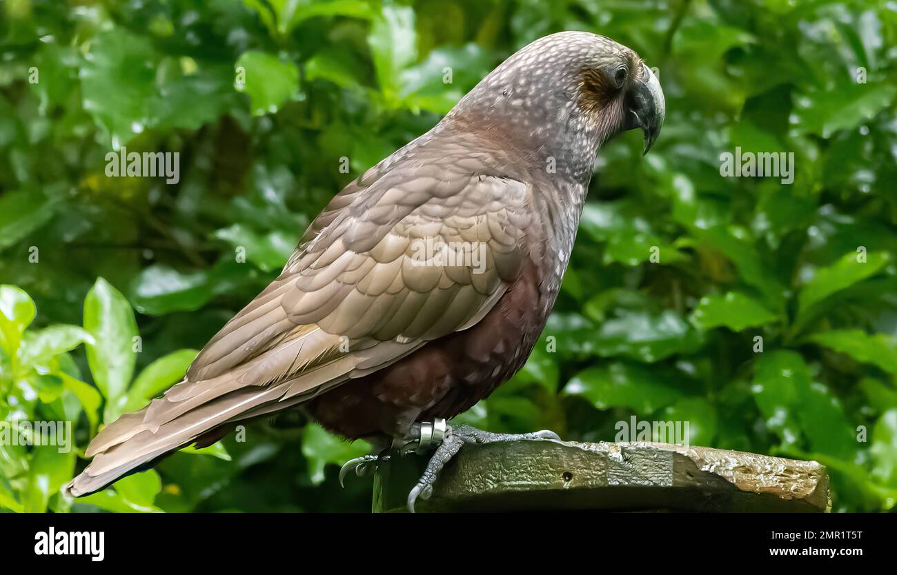Strange bird from Wellington New Zealand Stock Photo - Alamy