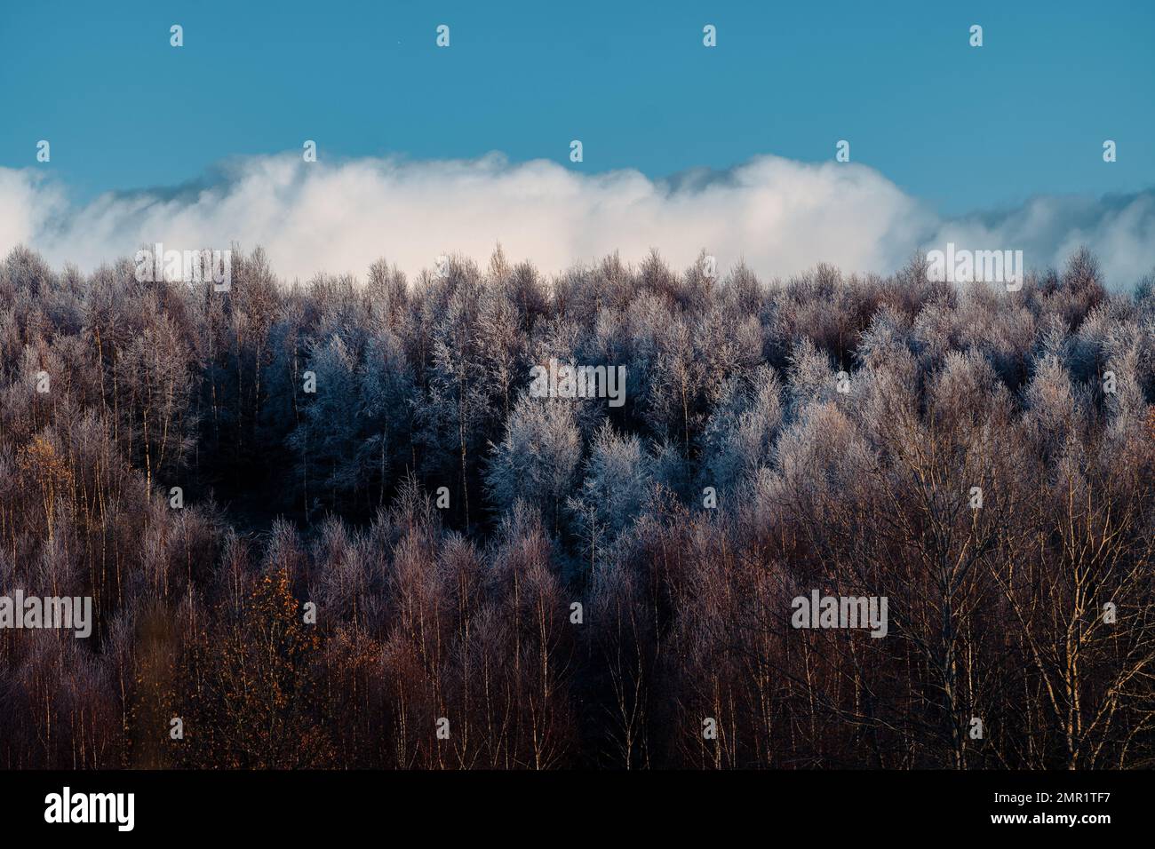 An aerial view of forest with dense frozen trees Stock Photo - Alamy