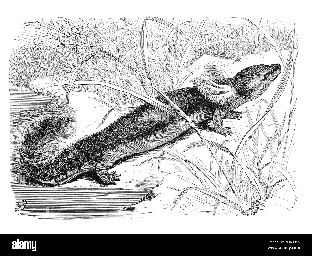 Reptilien, Gefleckte Furchenmolch, Necturus maculosus ist die größte ...