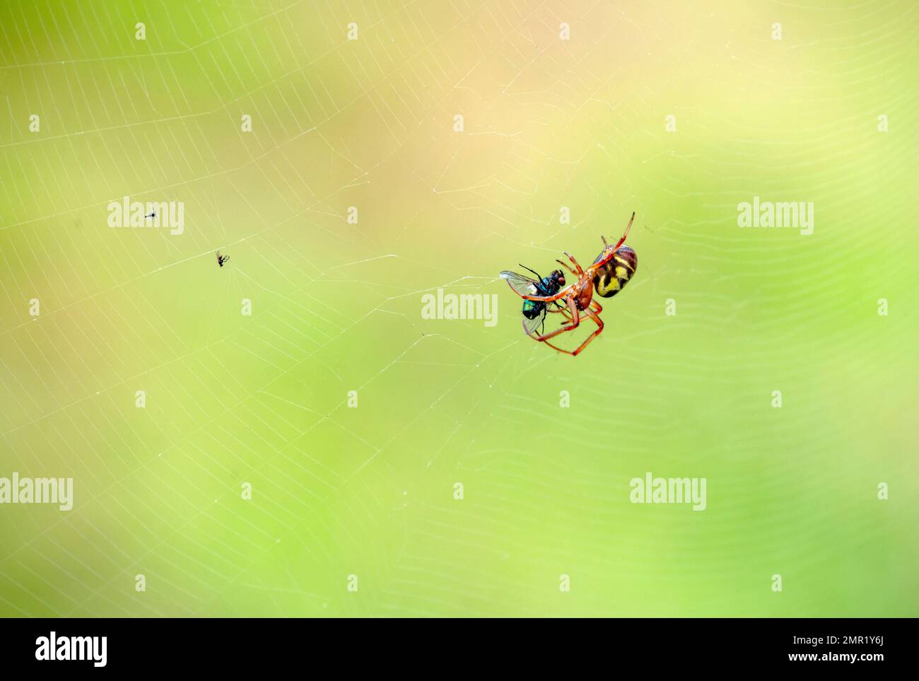 An Australian Garden Orb Weaver Spider (Argiope catenulata) with prey ...