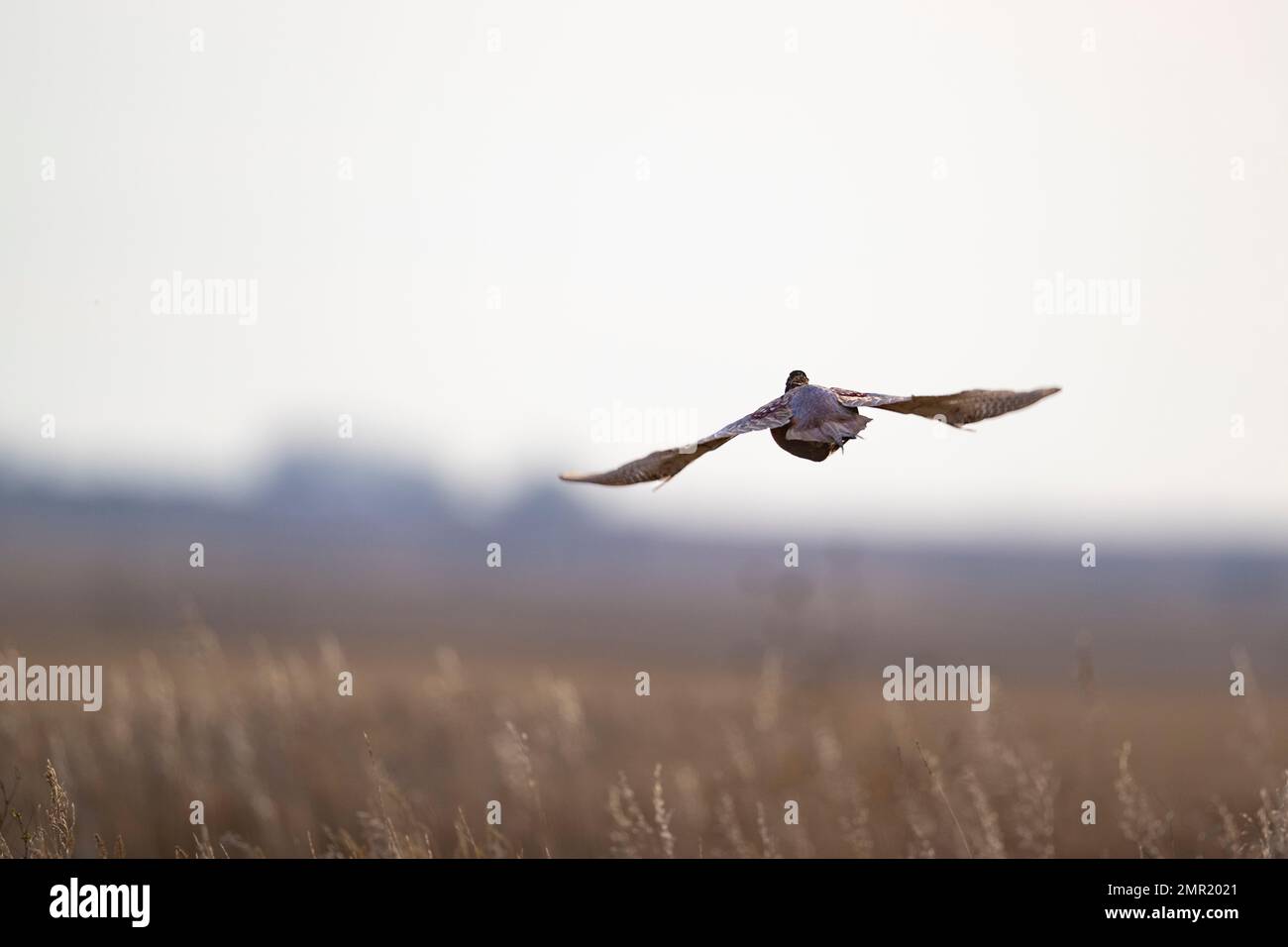Flushing pheasant hi-res stock photography and images - Alamy