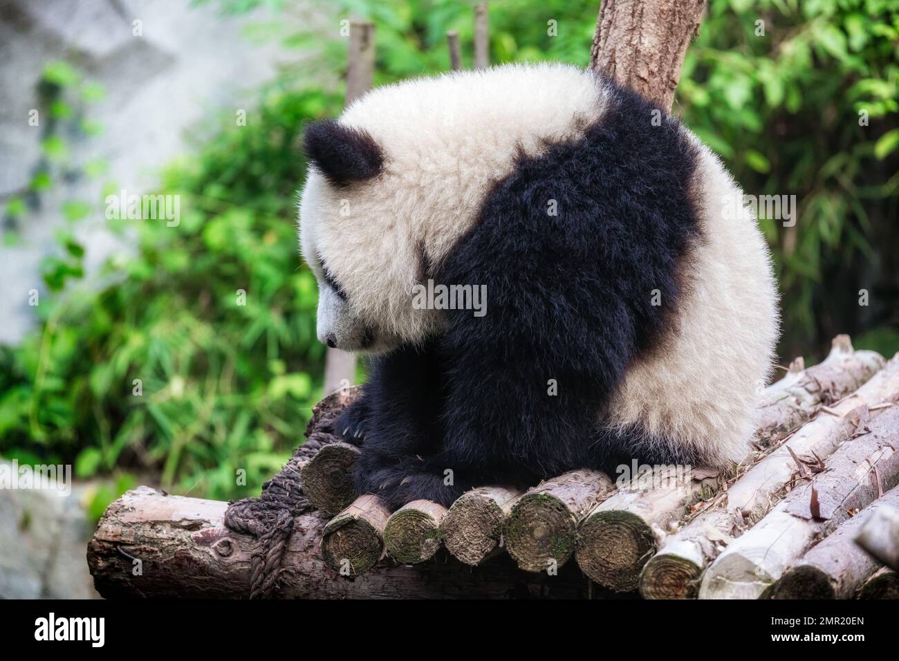 a cute and playful panda in a zoo Stock Photo - Alamy