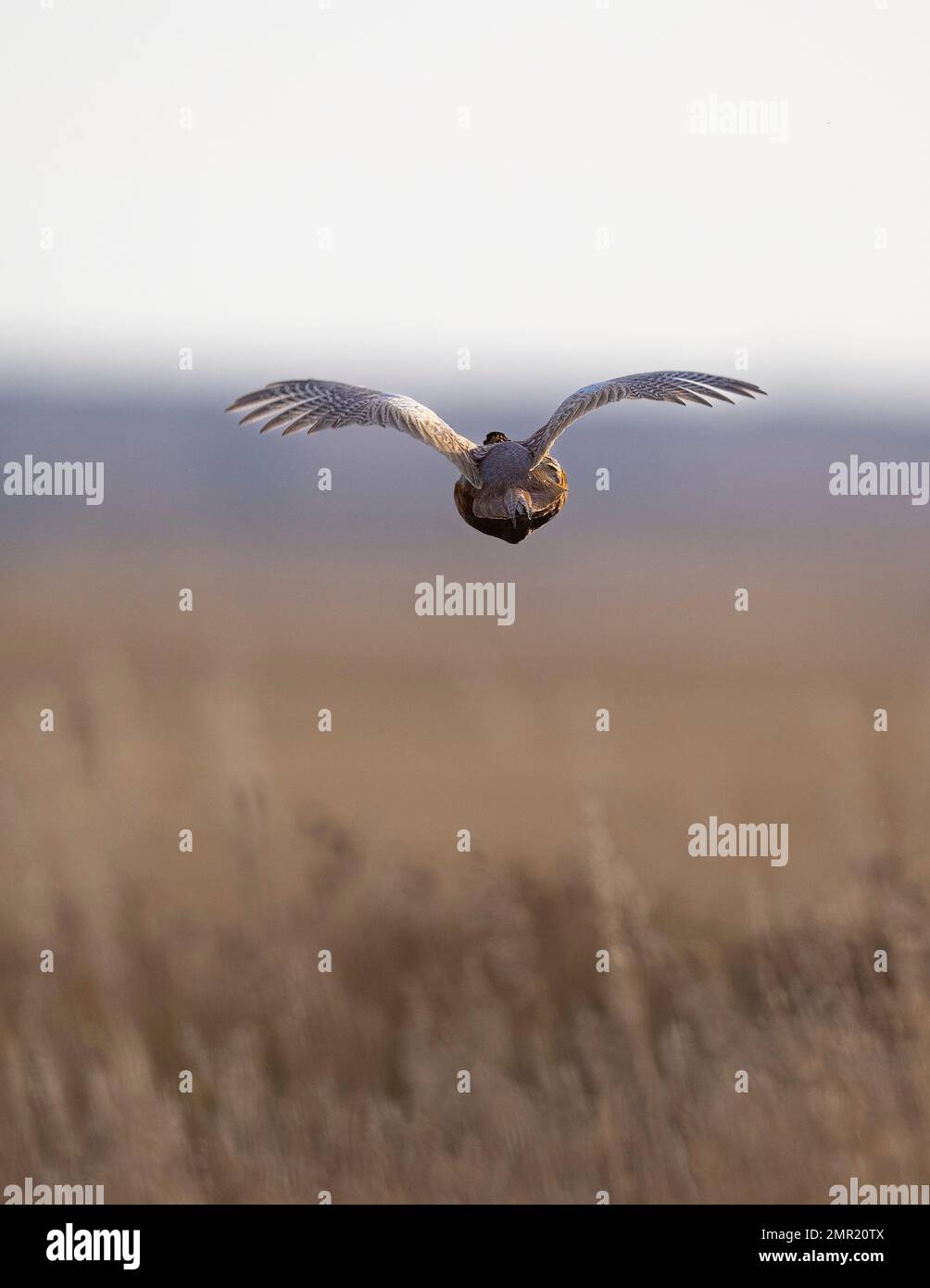 A Flying Rooster Pheasant on a nice October day Stock Photo - Alamy