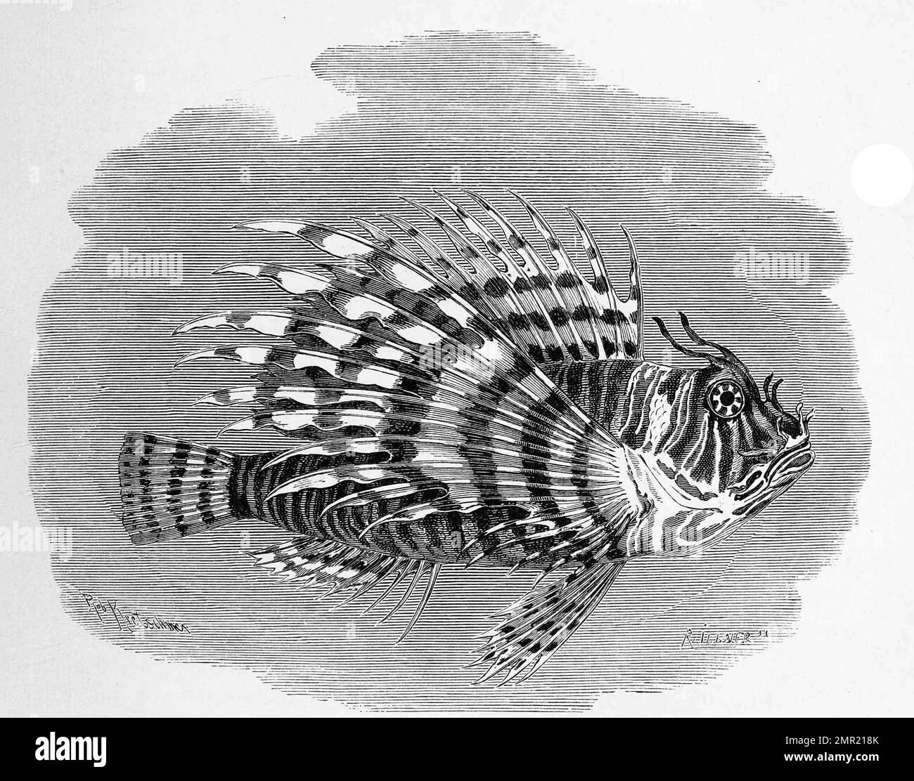 Fisch, Pazifischer Rotfeuerfisch, Pterois volitans, Unterfamilie der ...