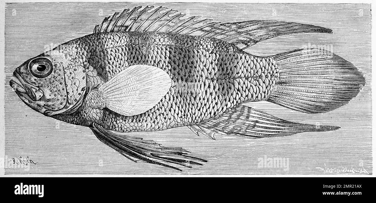 Fisch, Bleekers Seenander, Mirakelbarsch, Plesiops bleekeri ...