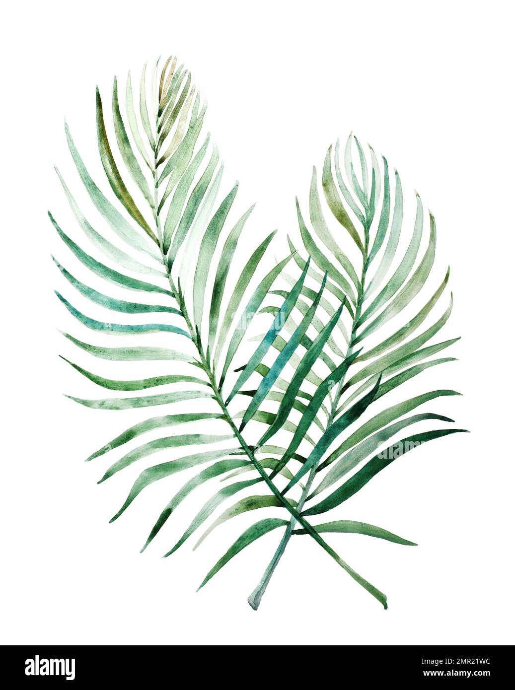 Beautiful watercolor tropical leaves painted on white paper, top view ...
