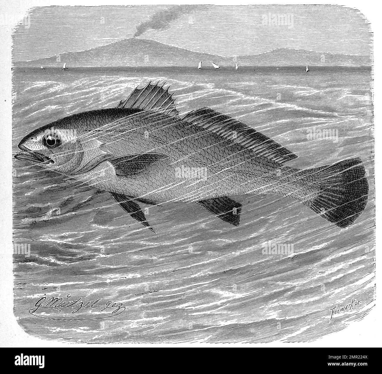 Fisch, Adlerfisch oder Umberfisch, meagre, Argyrosomus regius, Sciaena ...