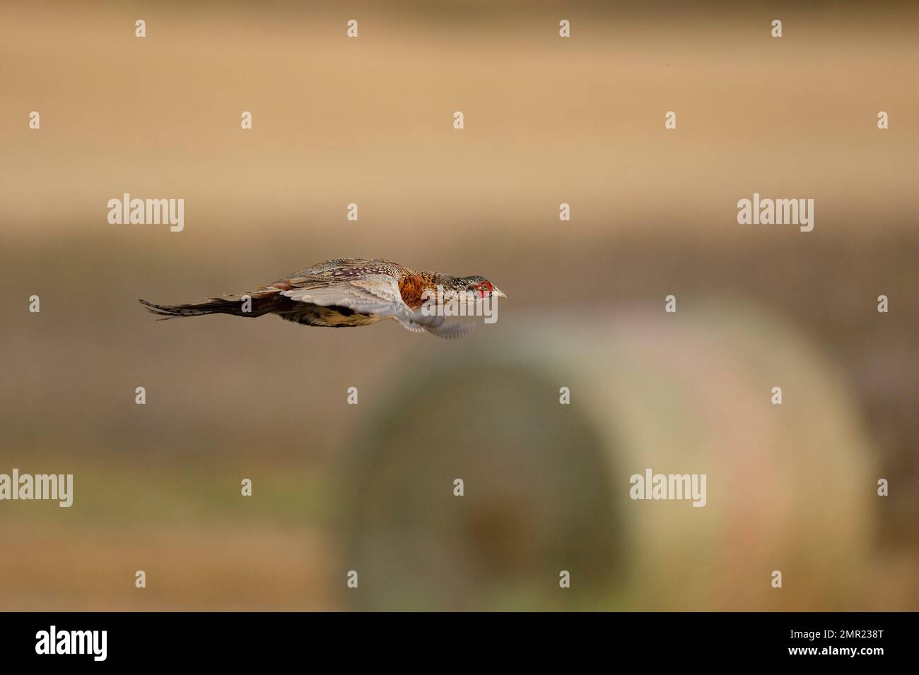 A Flying Rooster Pheasant on a nice October day Stock Photo - Alamy