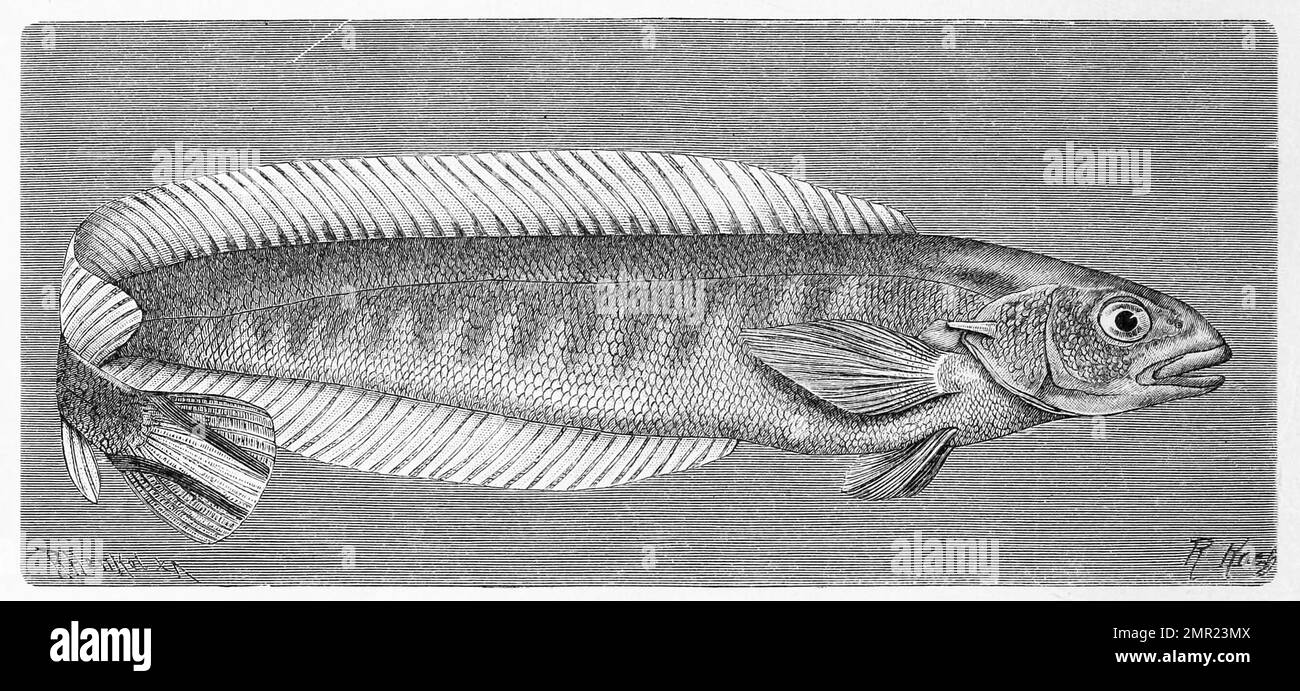 Fisch, Hoedts Weichstrahler, Malacanthus hoedtii, Syn. Malacanthus ...