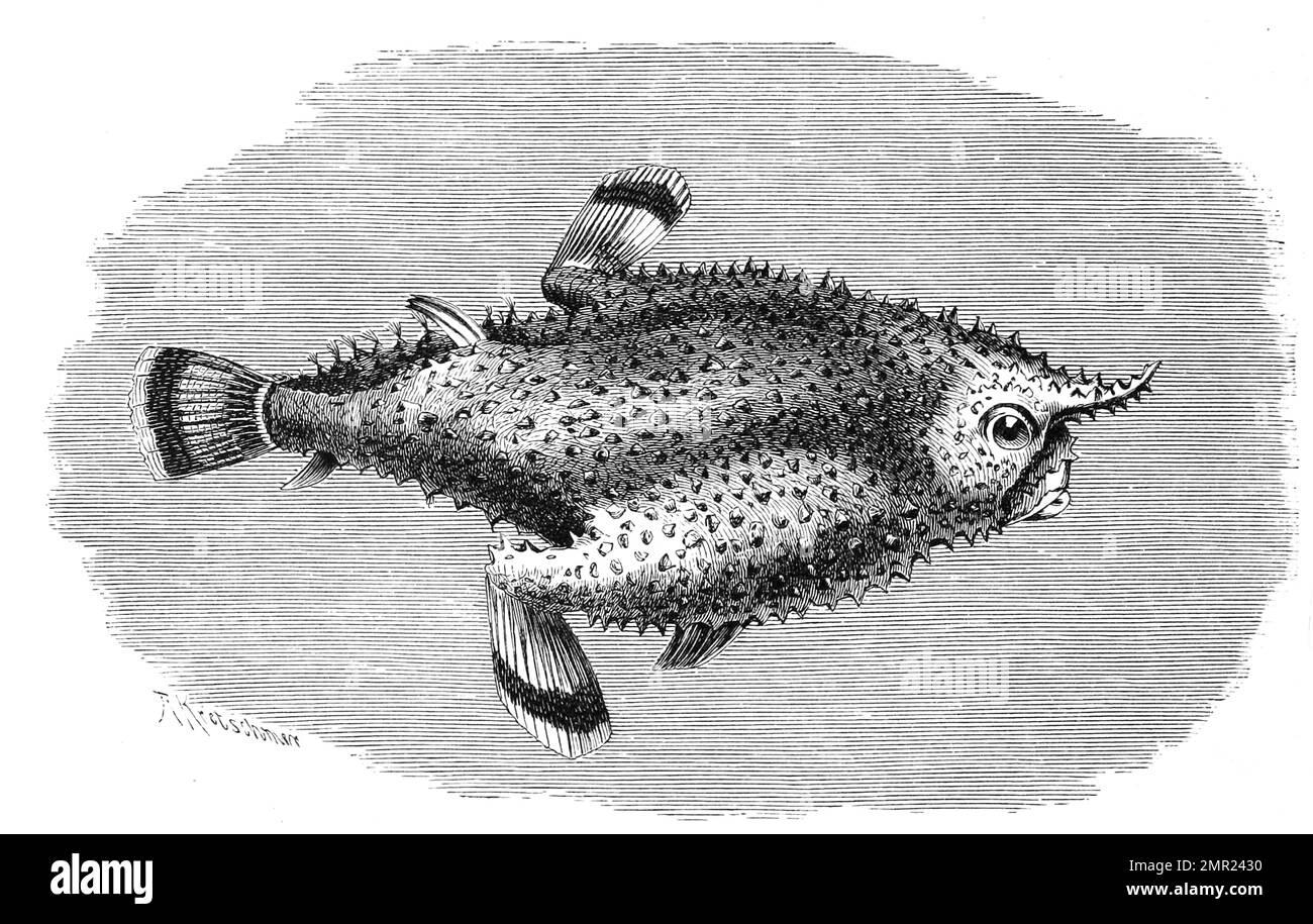 Fisch, Seefledermaus, Malthe vespertilio, Historisch, digital ...