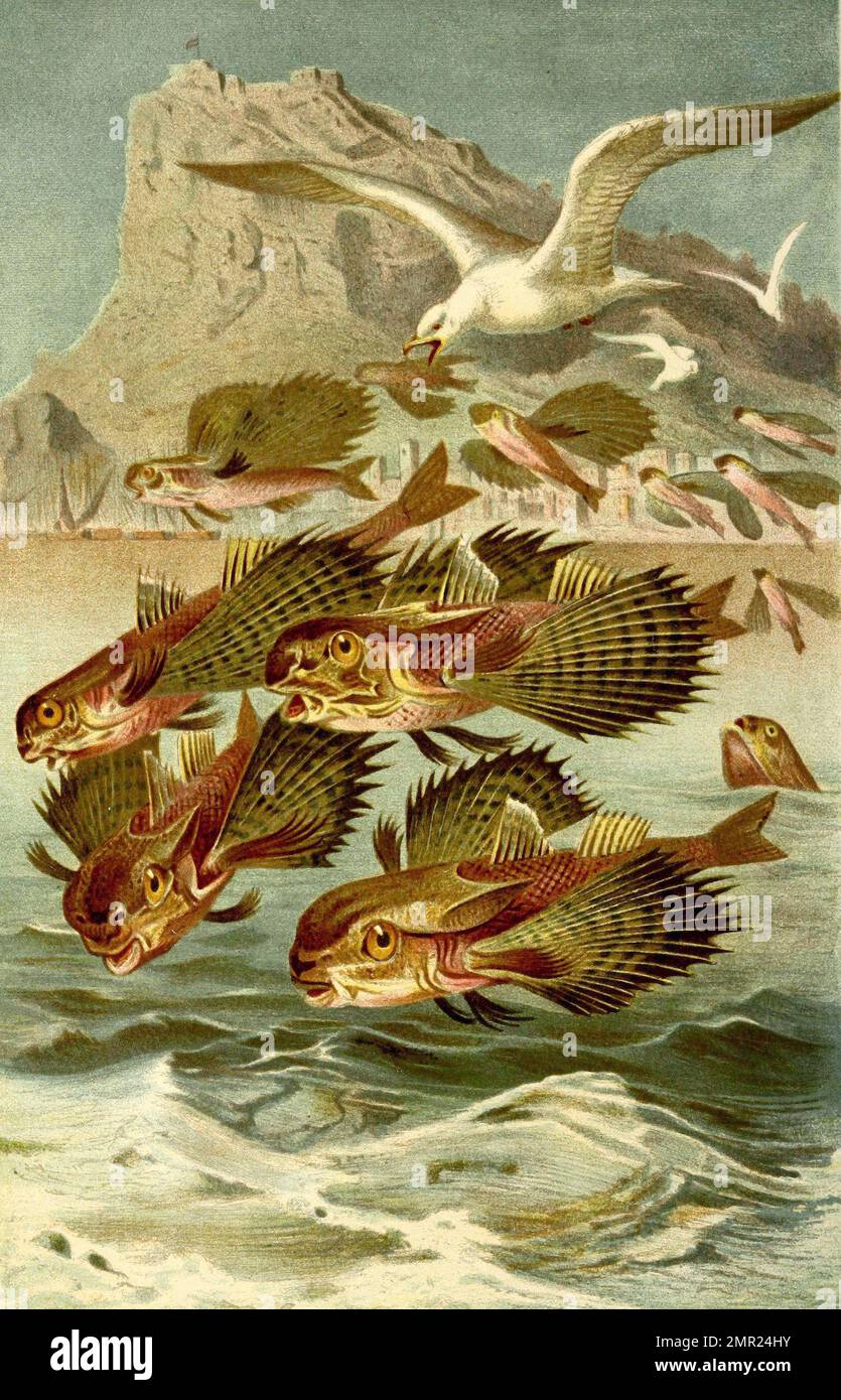 Fisch, Flughahn, Dactylopterus volitans, Art der Knochenfische aus der ...