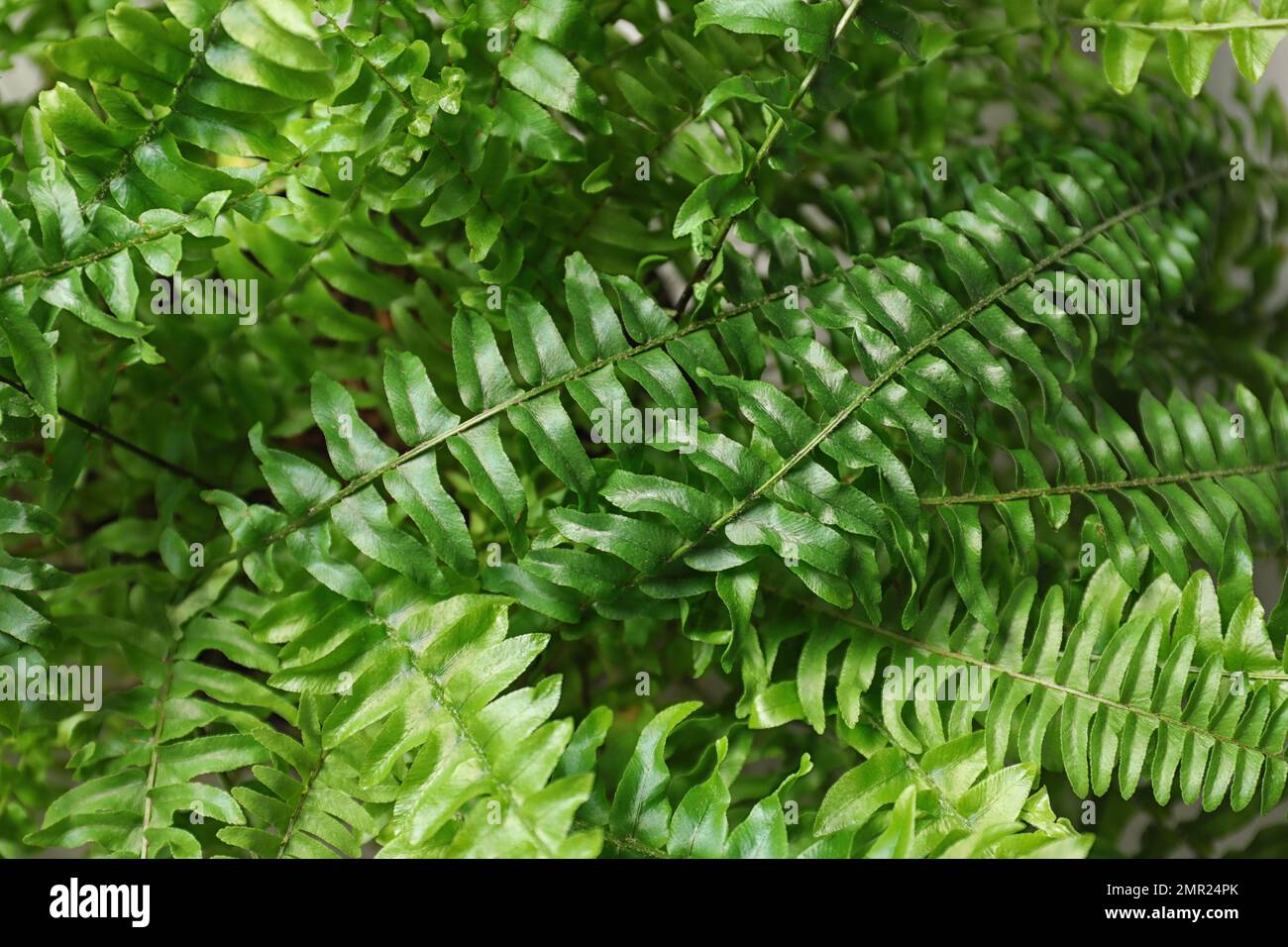 Beautiful fresh fern leaves hi-res stock photography and images - Alamy