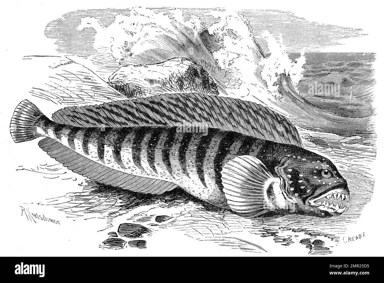 Fisch, Gestreifter Seewolf, Anarhichas lupus, ist ein 1,25 bis 1,5 ...
