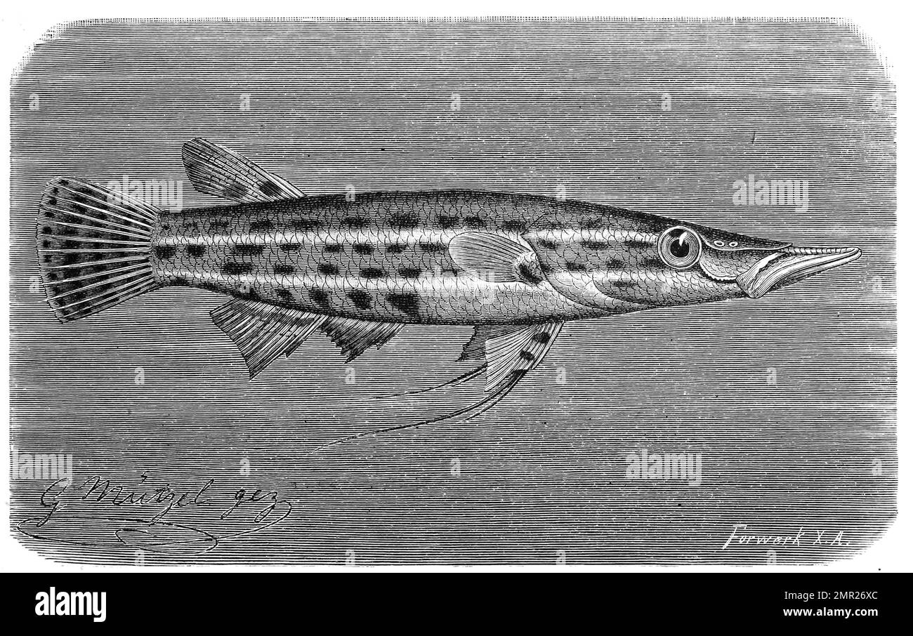 Fisch, Hechtkopf, Luciocephalus pulcher, ein hochspezilaisierte ...