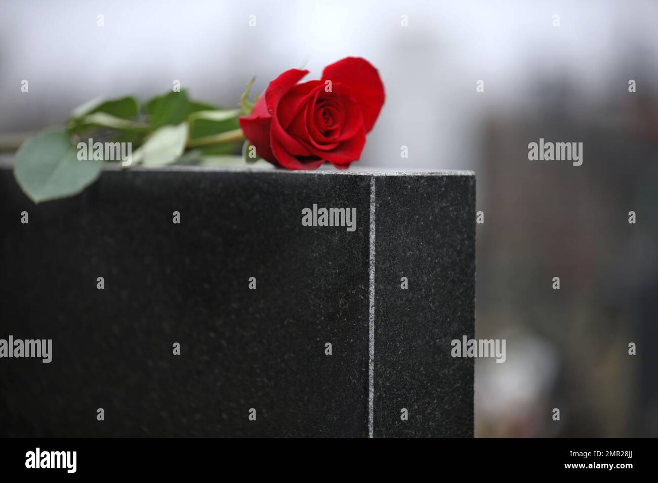 Red rose on black granite tombstone outdoors. Funeral ceremony Stock ...