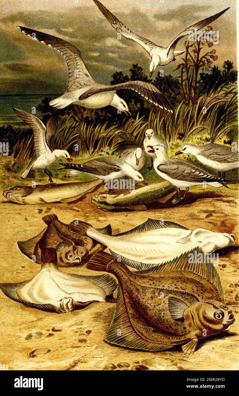 Fisch, Scholle oder Goldbutt, Pleuronectes platessa, Ordnung der ...