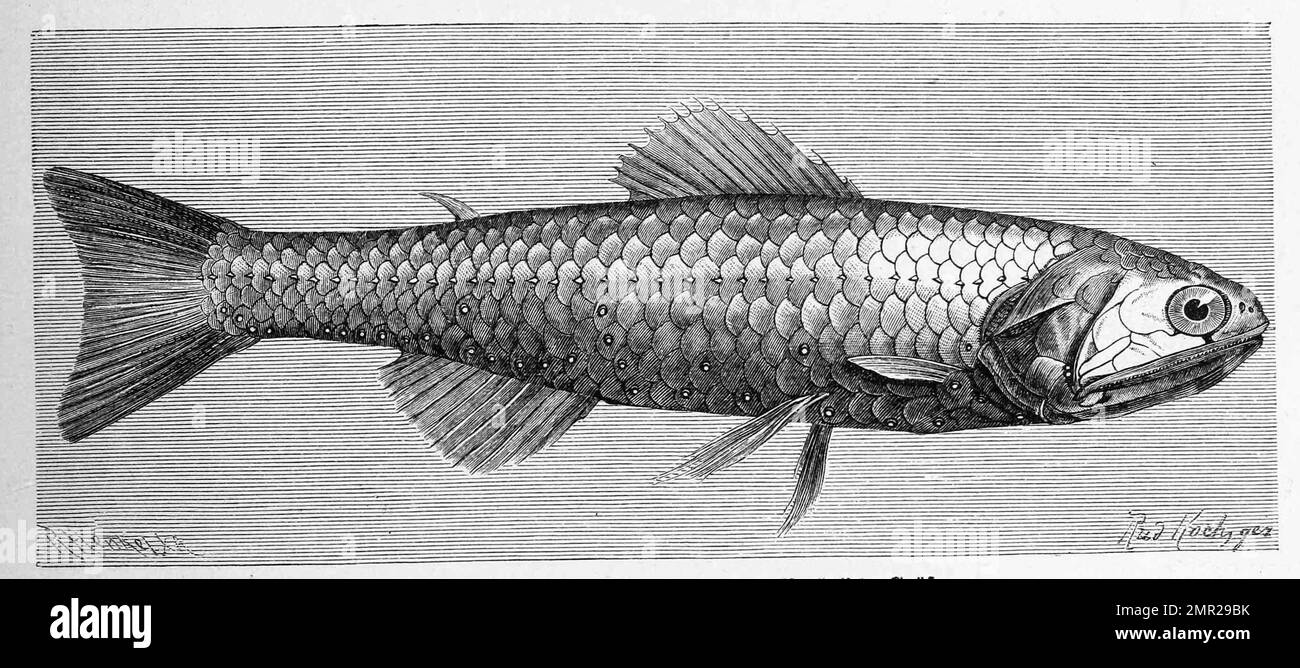 Fisch, Leuchtsardine, Laternenfisch, Scopelus engraulis, Diaphus ...