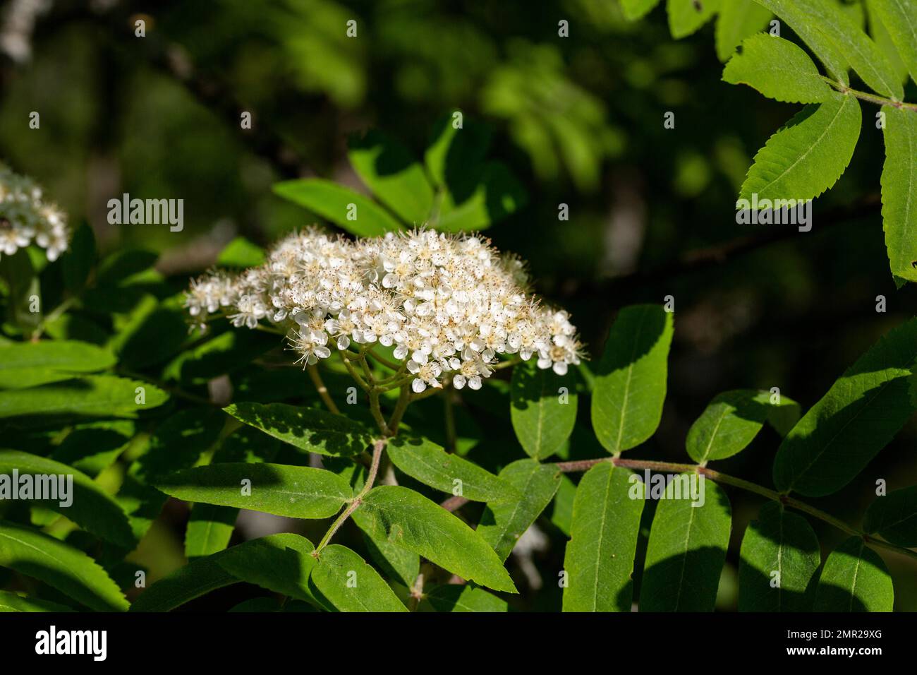 Flowers of common mountain ash. Numerous white Rowan flowers are ...