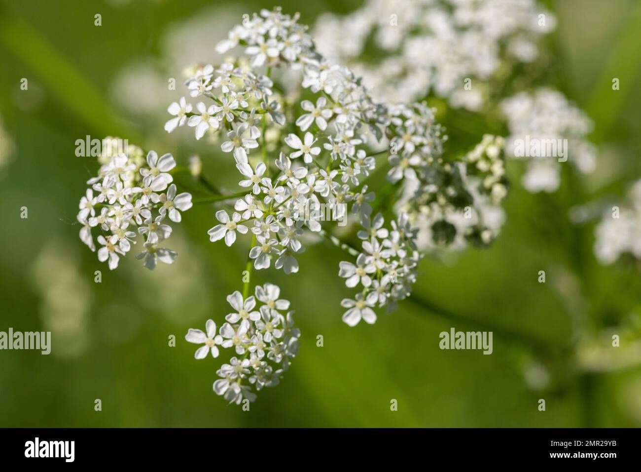 Common yarrow Achillea millefolium white flowers close up, floral ...