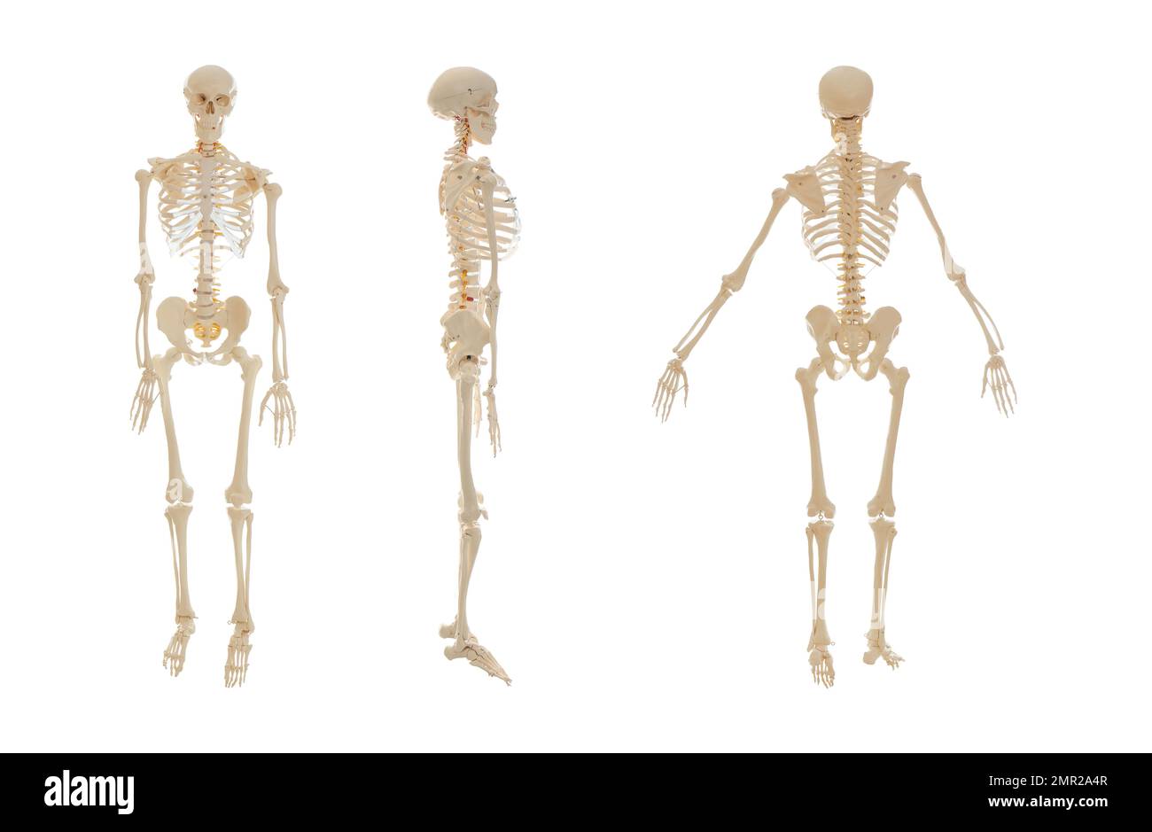 Collage of artificial human skeleton model on white background Stock ...