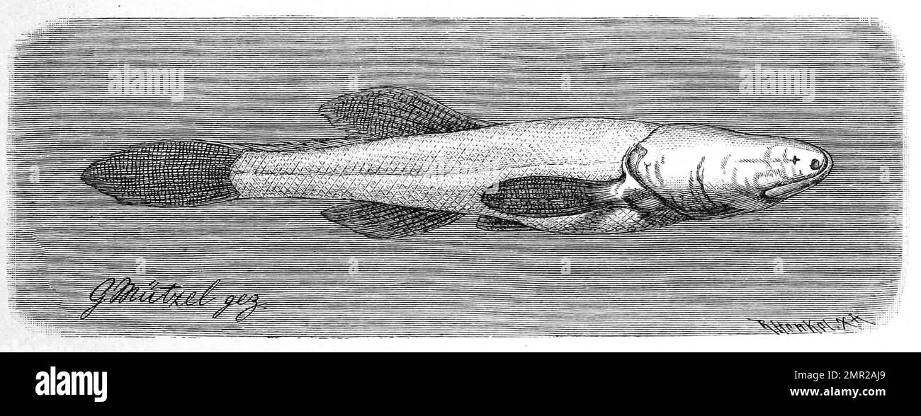 Fisch, Höhlenfisch, nördlicher Höhlenfisch oder nördlicher Blindfisch ...