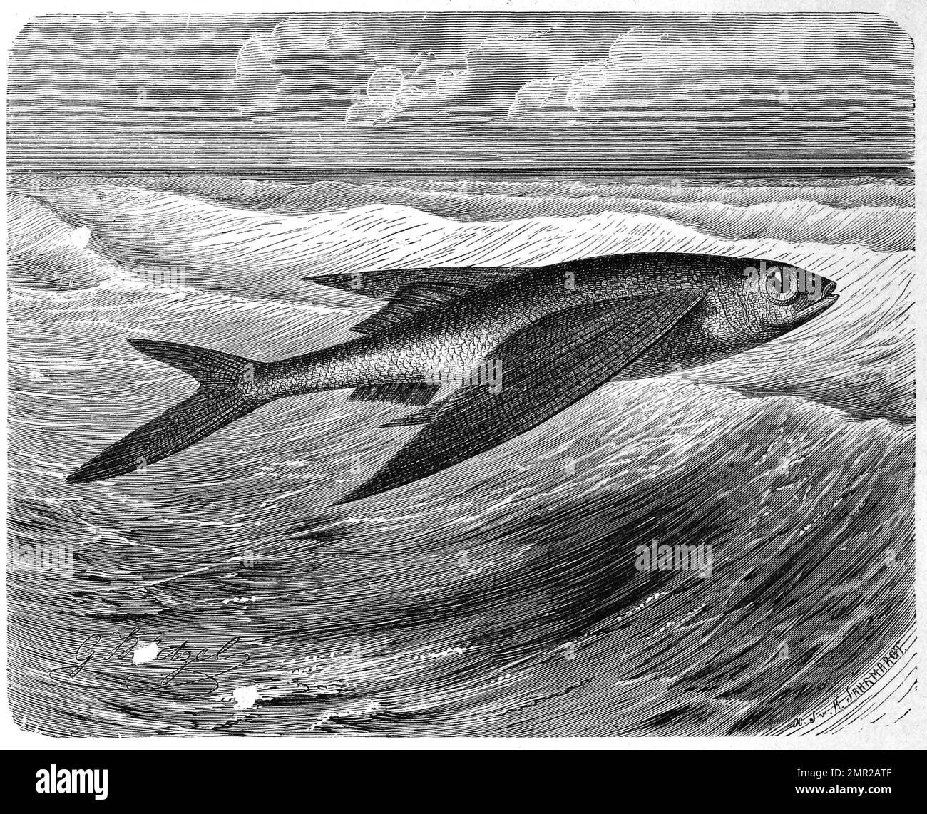 Tierwelt fische Black and White Stock Photos & Images - Alamy