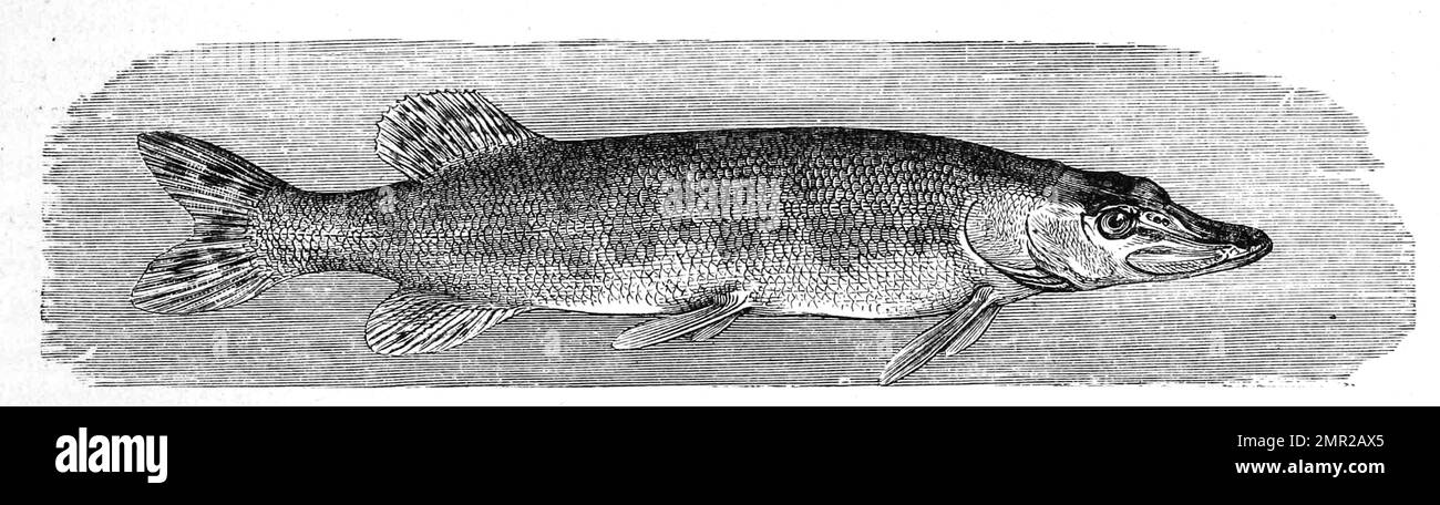 Fisch hecht illustration hi-res stock photography and images - Alamy