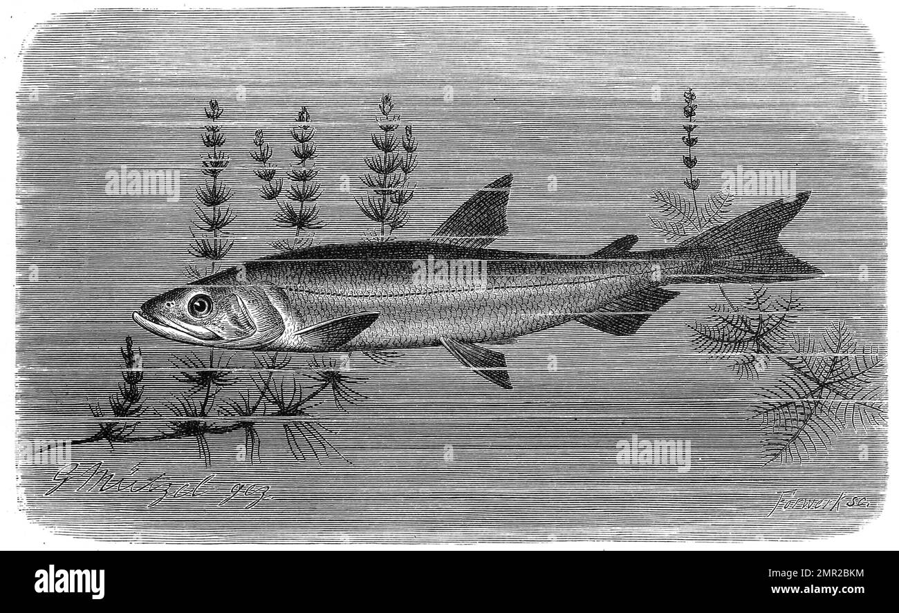 Fisch, Stint oder Europäischer Stint, Osmerus eperlanus, Fisch aus der ...