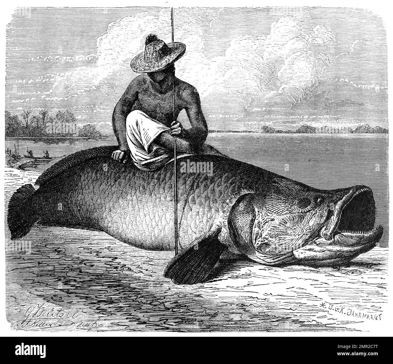 Arapaima Gigas Teeth