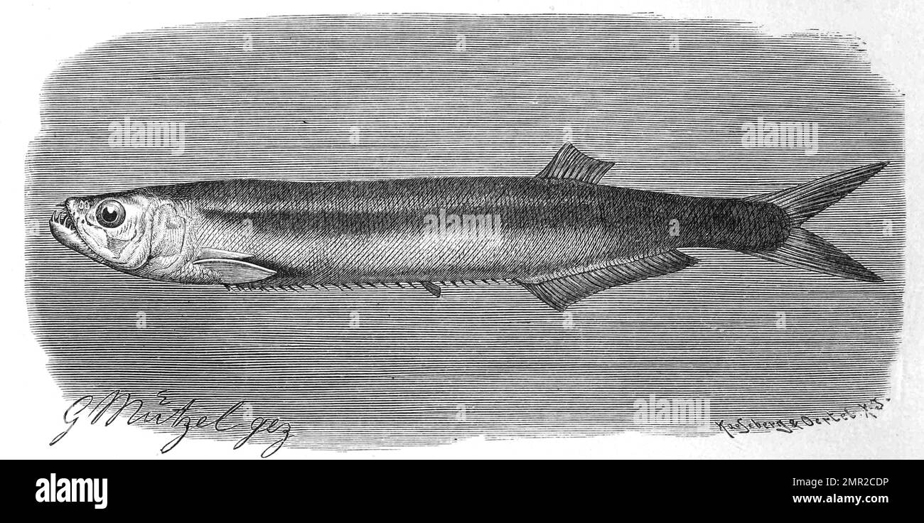 Chirocentridae hi-res stock photography and images - Alamy