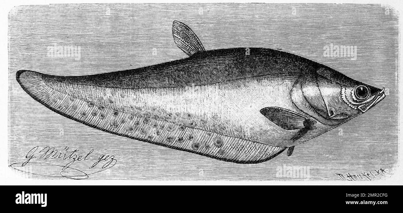 Notopterus Notopterus