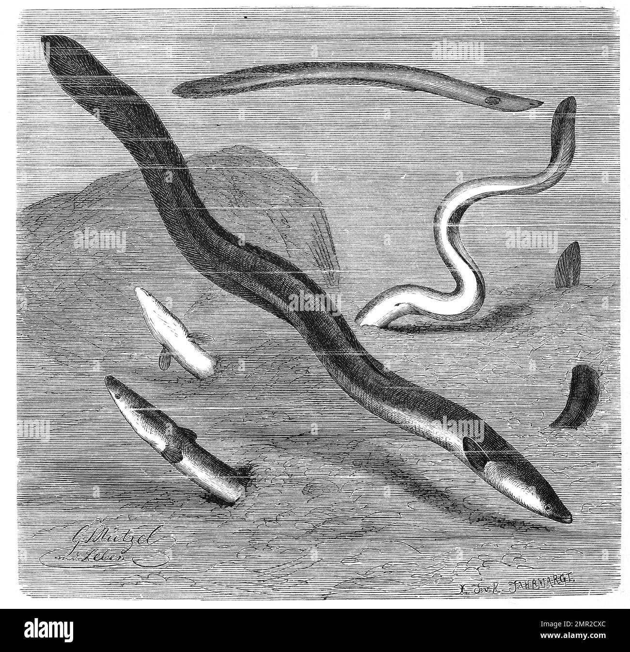 Fisch, Europäischer Aal, Anguilla anguilla, Historisch, digital ...