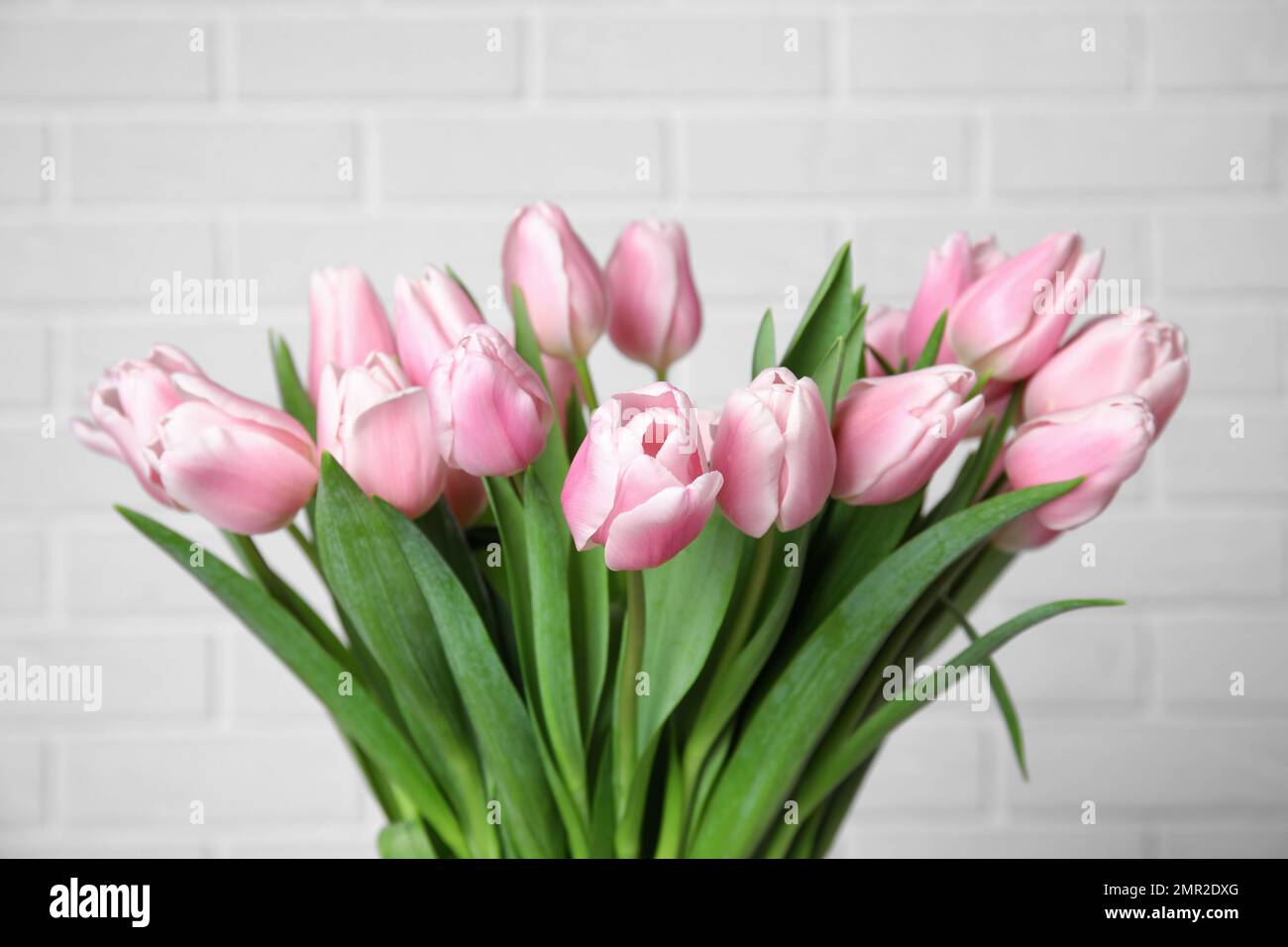 Beautiful pink spring tulips on white brick background Stock Photo - Alamy