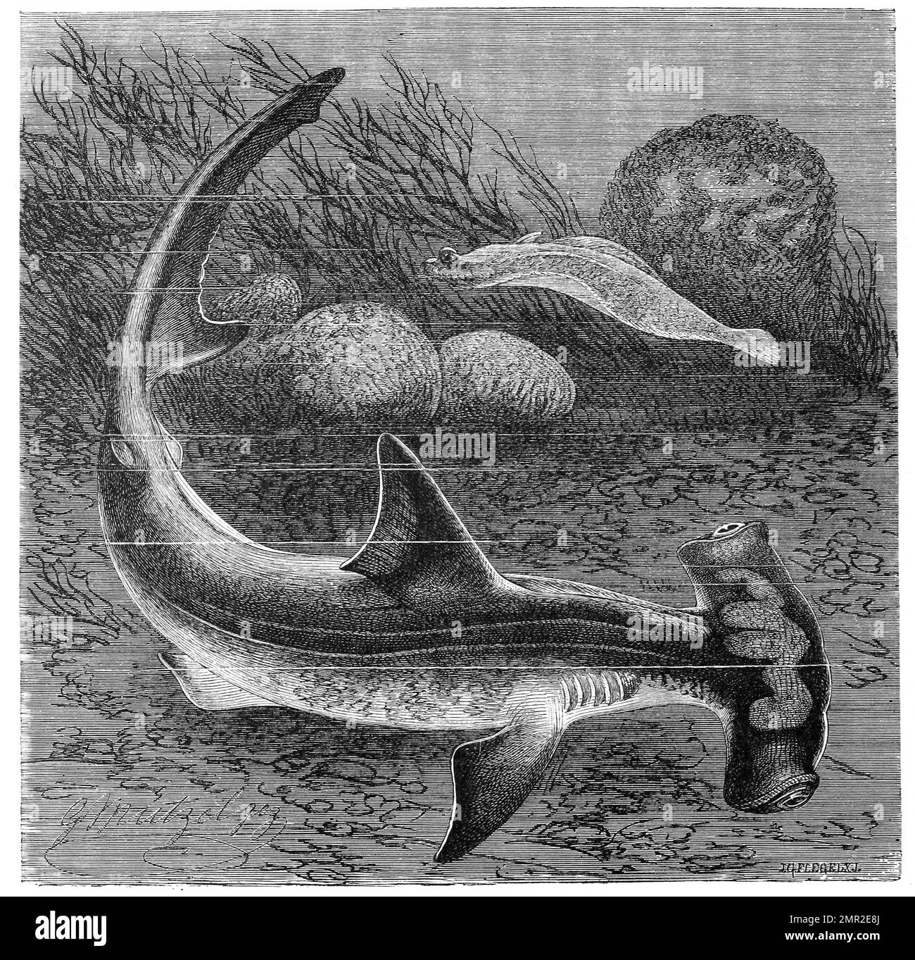 Fisch, Großer Hammerhai, Sphyrna mokarran, Historisch, digital ...