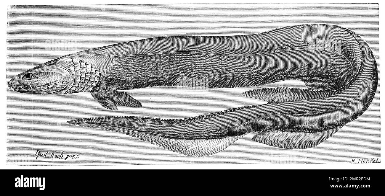 Fisch, Kragenhai, Chlamydoselachus anguineus, auch Krausenhai oder ...